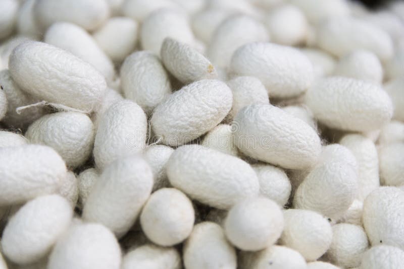 White silk worm pods stock photo. Image of natural, thread - 89918002