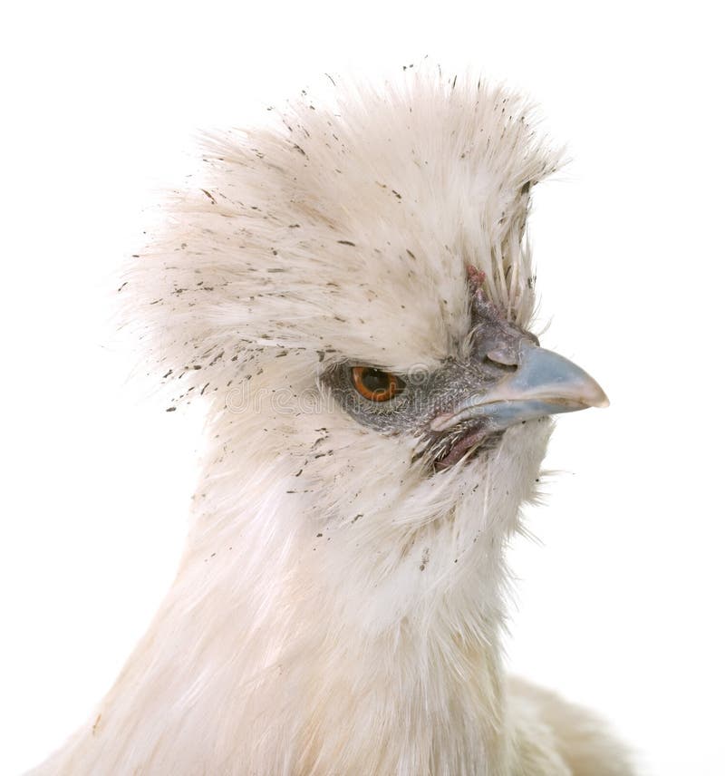 Silkie chicken stock photo. Image of rooster, brown, white - 59590476