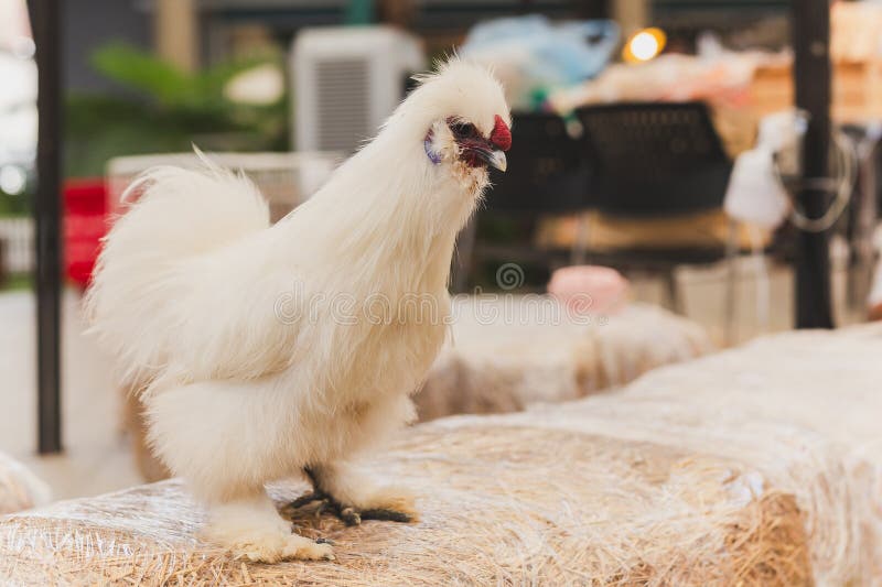 A White Silkie Chicken Standing on a Hay in a Garden. Stock Image ...