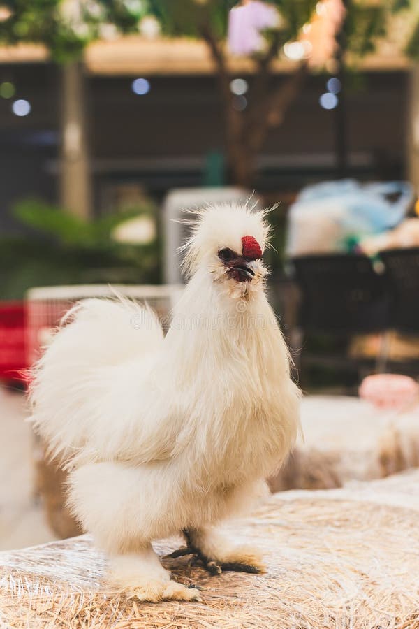 A White Silkie Chicken Standing on a Hay in a Garden. Stock Photo ...