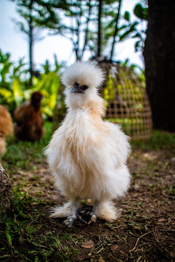 White Silky Silkie Chicken Walking in the Yard Stock Photo - Image of ...