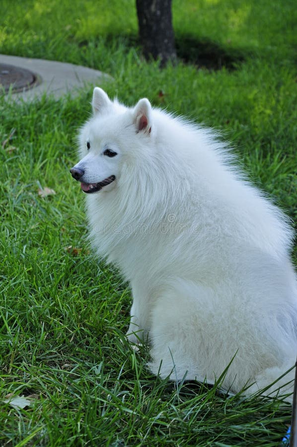 A White Silver Fox Breed in the Wild Stock Photo - Image of silver ...