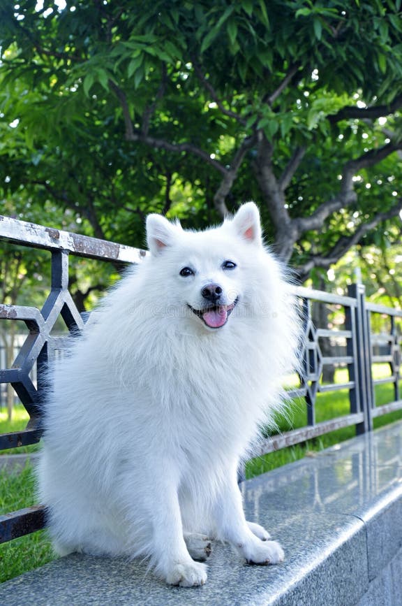 A White Silver Fox Breed in the Wild Stock Illustration - Illustration ...