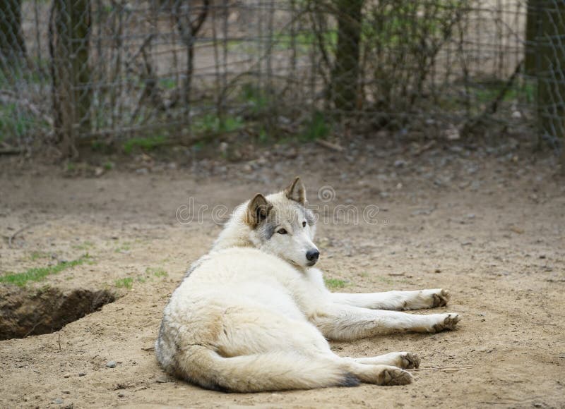 A white silver wolf dog stock image. Image of wolf, resting - 302043895
