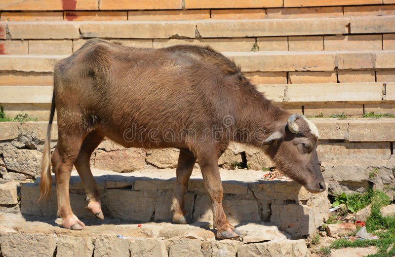 Thari Cow Stock Photos - Free & Royalty-Free Stock Photos from Dreamstime