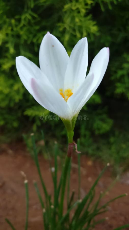 White Single Flower with Big Petals, White Flower for Positivity and ...