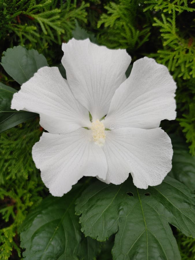 White Single Hibiscus Flower Wild Stock Photo - Image of produce ...