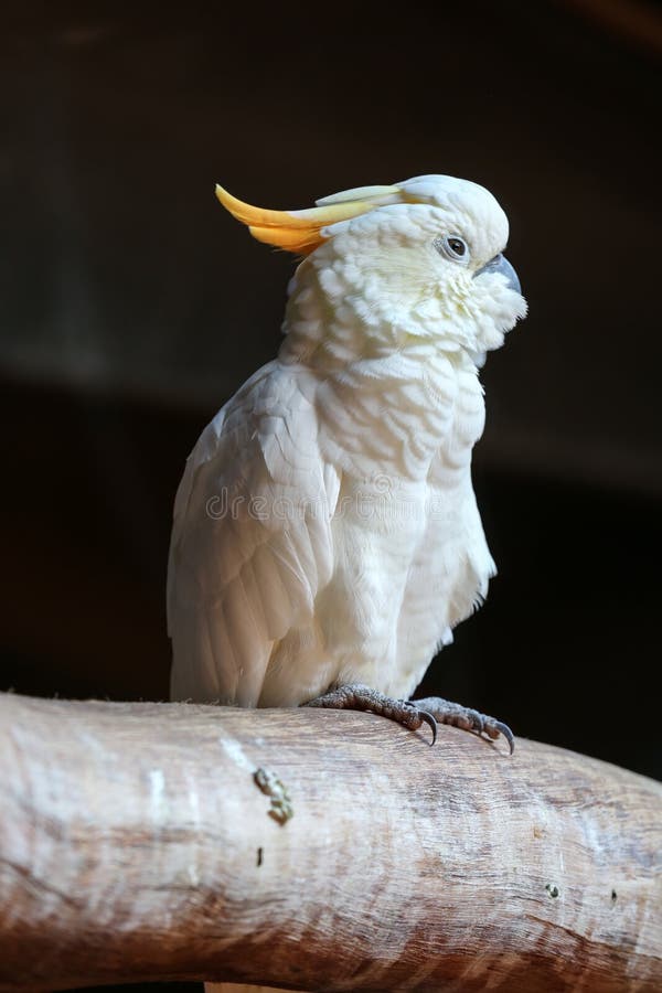 A single parrot stock image. Image of feather, parrot - 24659399