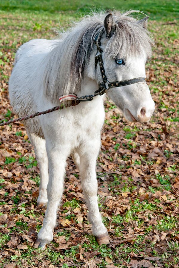 White single pony stock photo. Image of head, meadow - 35082668