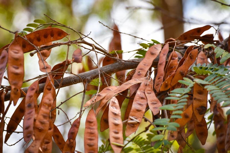 481 Siris Stock Photos - Free & Royalty-Free Stock Photos from Dreamstime