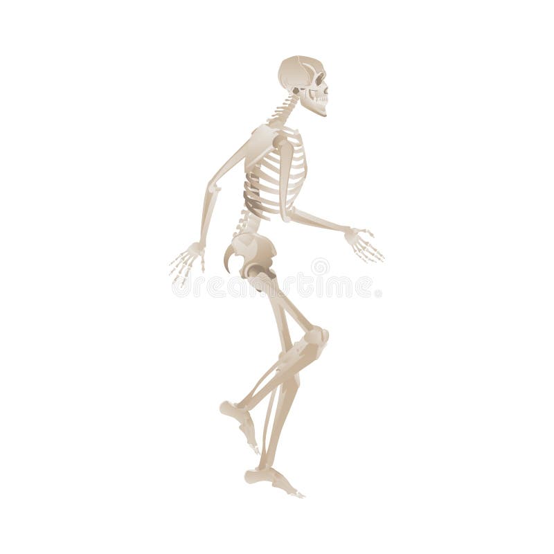 White Skeleton Running or Walking in Dynamic Posture Stock Vector ...