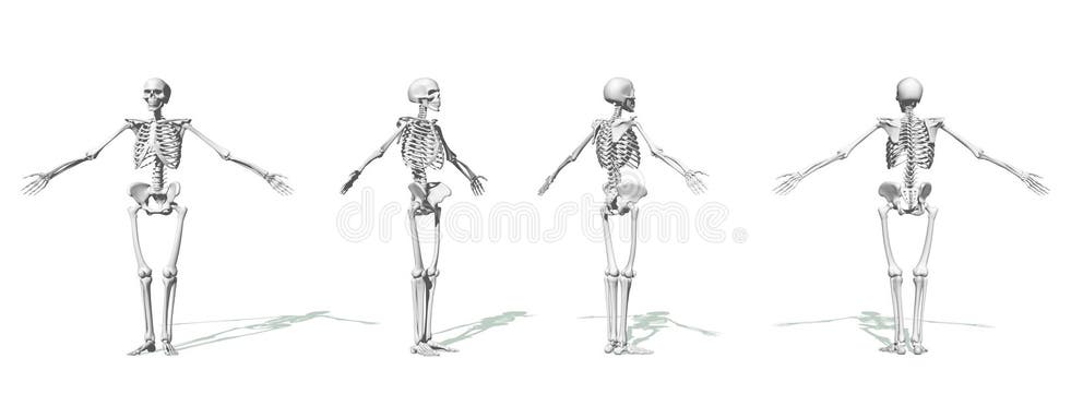 White Skeletons Stock Illustrations – 1,362 White Skeletons Stock ...