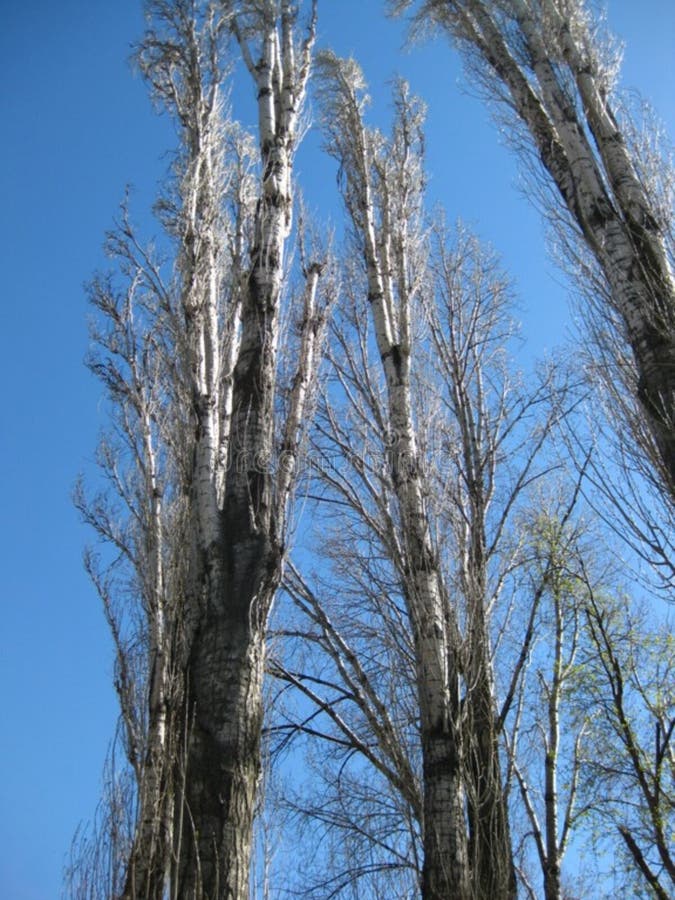 White-skin-trees-reaching-for-heights Picture. Image: 87859684