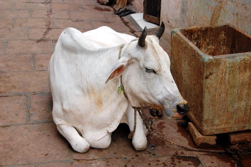 White skinny cow stock photo. Image of leash, capital - 70977480