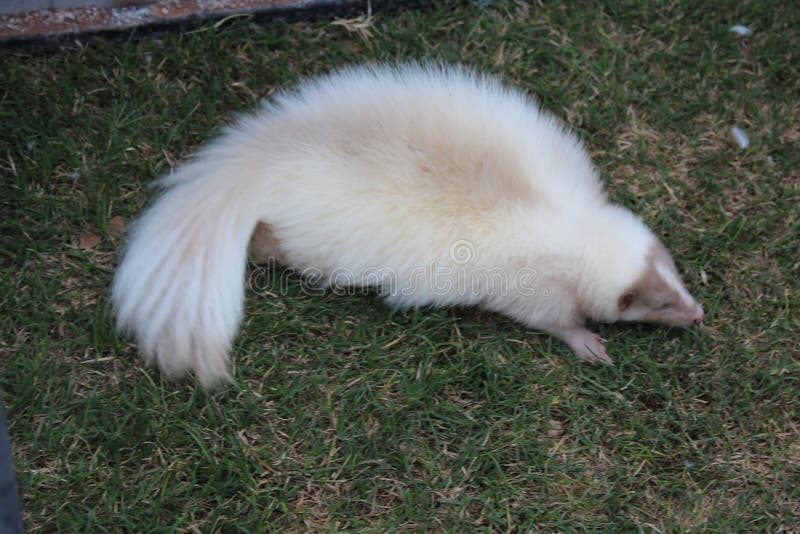 A White Skunk is in the Park Stock Photo - Image of lawn, rare: 344638610