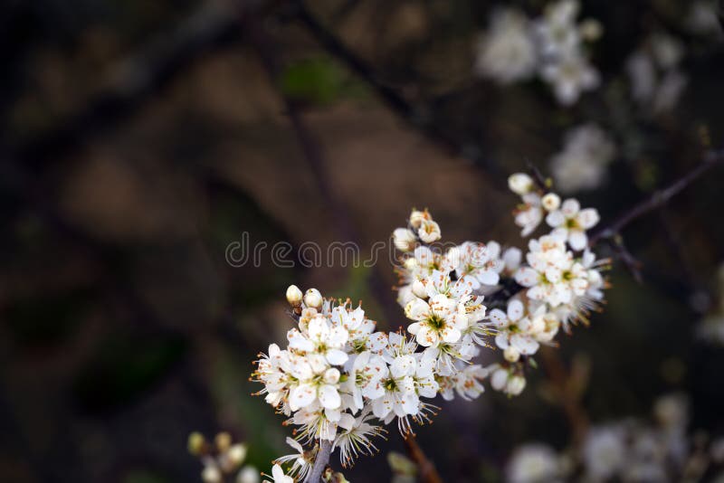 White Sloe Flowers in the Sun Stock Image - Image of exterior ...