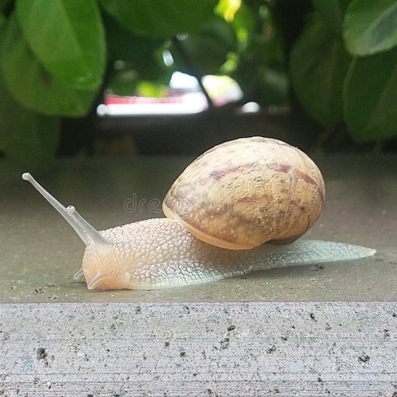 Slug Life stock image. Image of graciously, incognita - 80708753