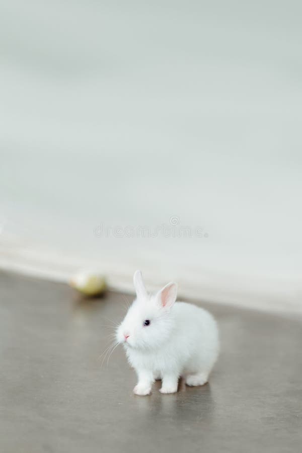White Small Baby Bunny with Blue Eyes Stock Image - Image of care ...