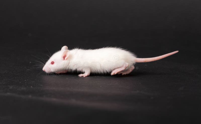 229 Baby Albino Rat Photos - Free & Royalty-Free Stock Photos from ...