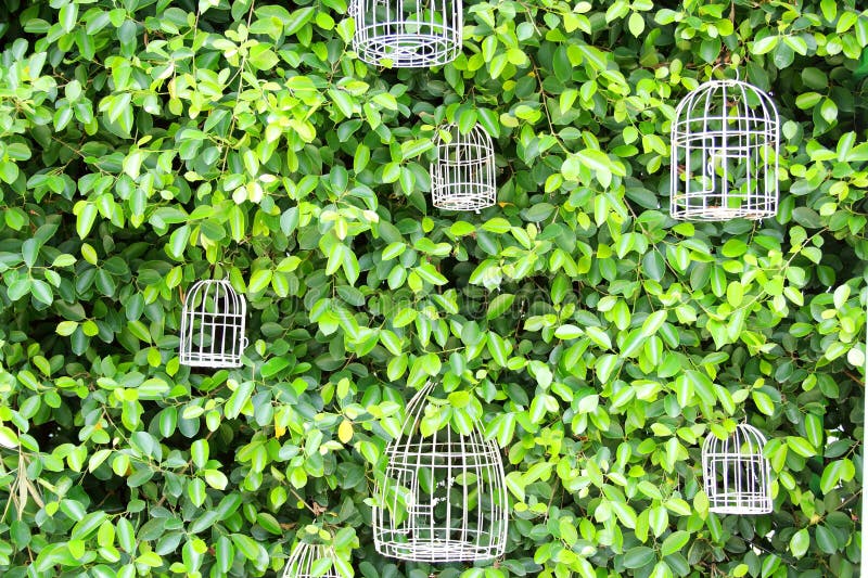 White Small Cage and Tree Wall. Stock Photo - Image of green, greenery ...