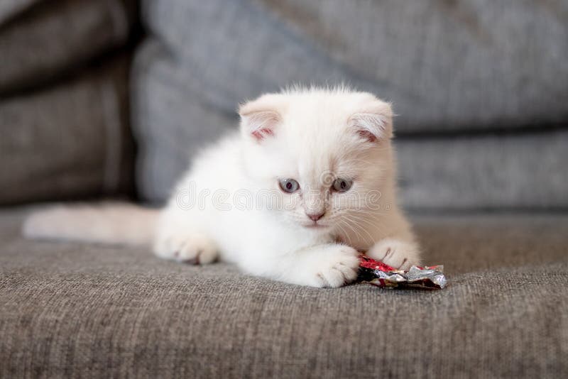 White Small Cat Playing with Candy Wrapper at Home. Pet Having Fun on ...