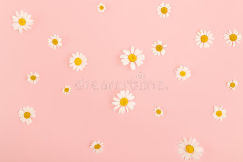 White Small Daisies on a Pink Background Stock Illustration ...