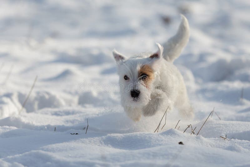 White Small Dog Jack Russell Runs Fast in the Snow Stock Image - Image ...