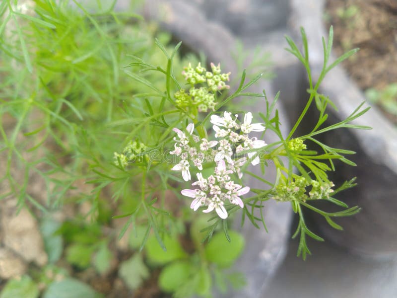 White Small Flower in Coriander Leaves Stock Image - Image of shrub ...