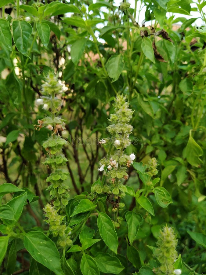White and Small Flowered Basil Plant Stock Photo - Image of flower ...