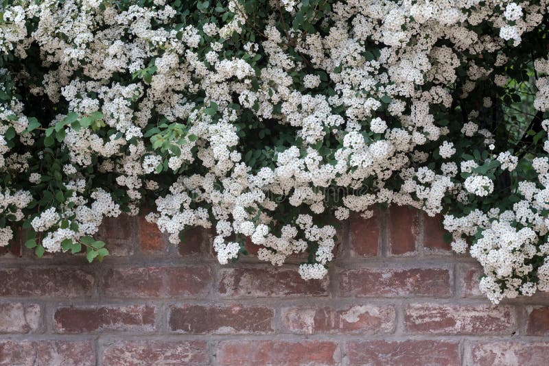 White Flowers on a Bush and a Wall Stock Photo - Image of boke, backdop ...