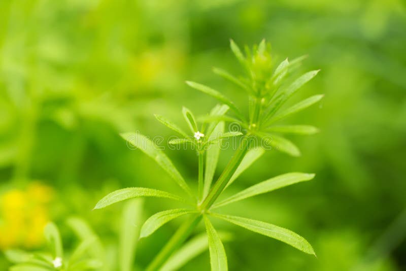 White Small Flowers On Galium Aparine Cleavers Clivers Goosegrass Catchweed Stickyweed