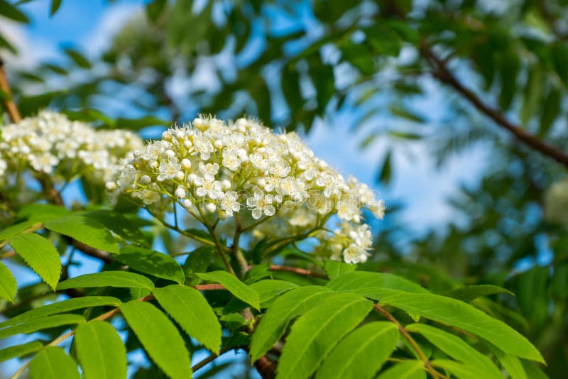 White Small Flowers with Leaves Stock Image - Image of flower, little ...