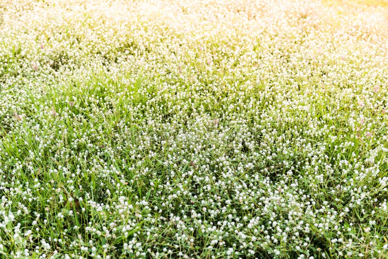White small flowers stock image. Image of field, small - 47556105