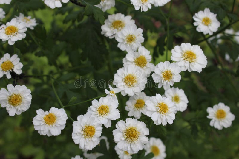 White small flowers stock image. Image of leaf, nature - 141942671