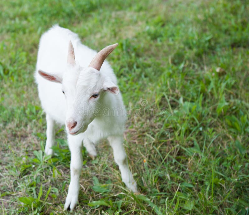 White Goat, Isolated, Close Up Stock Photo - Image of isolation ...