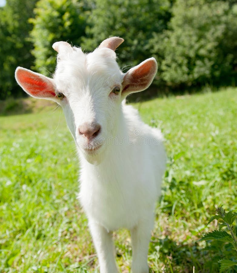 White Goat, Isolated, Close Up Stock Photo - Image of isolation ...