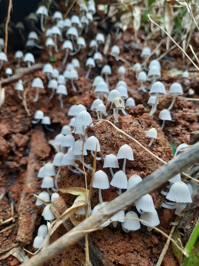 White Small Mushroom in Group Stock Image - Image of mineral, botanical ...