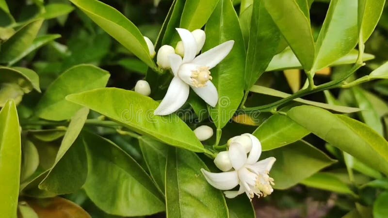 White Small Orange Tree Flowers on Background of Green Leaves Stock ...