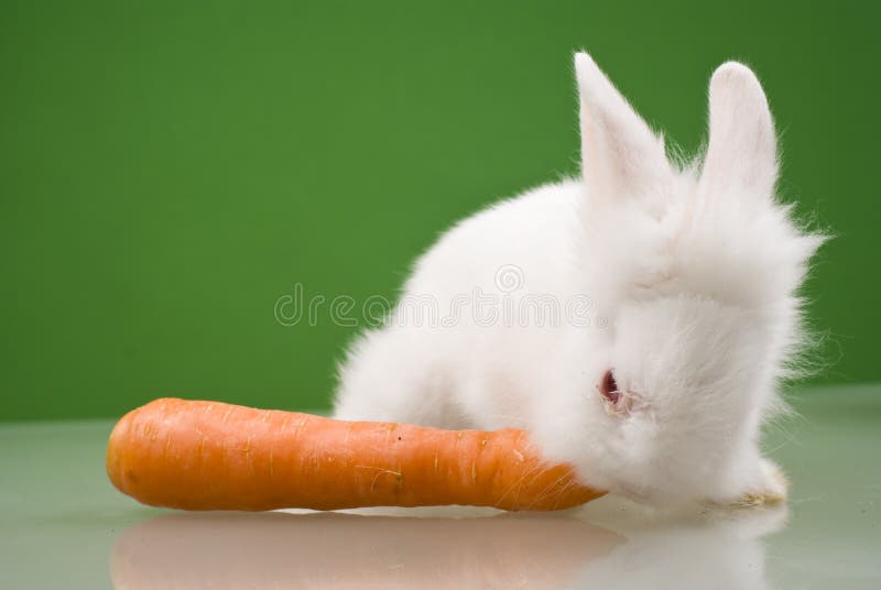Tortoiseshell Holland Lop Baby Rabbit Sit on Mat Stock Image - Image of ...