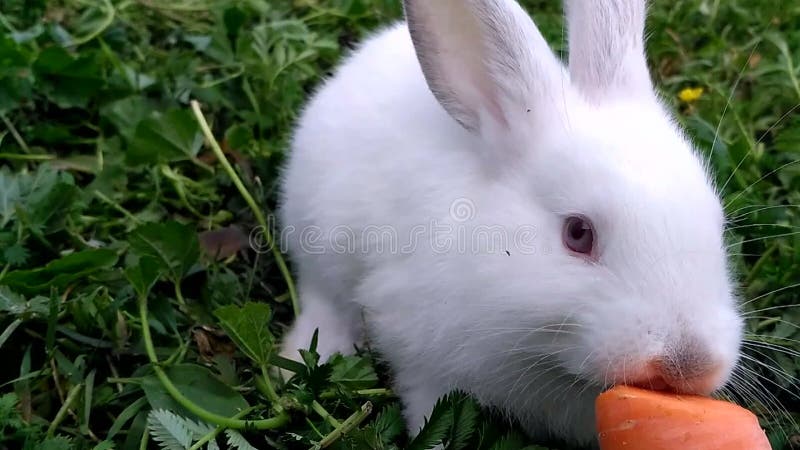 A Rabbit Eating Hay and Pellet Stock Footage - Video of white, bunny ...