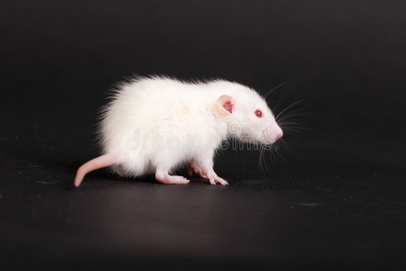 White small rat stock image. Image of white, domestic - 248352171