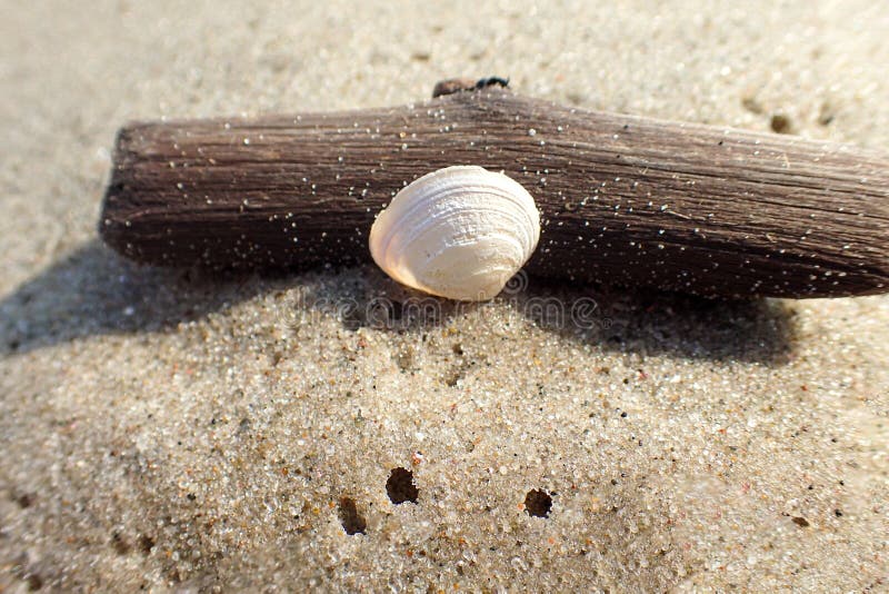 White Small Shell on a Piece of Stick on the Beach Against the ...