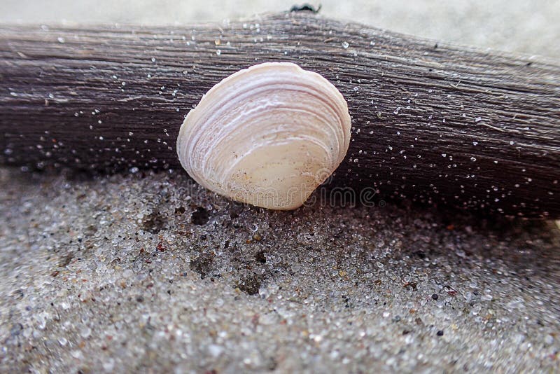 White Small Shell on a Piece of Stick on the Beach Against the ...