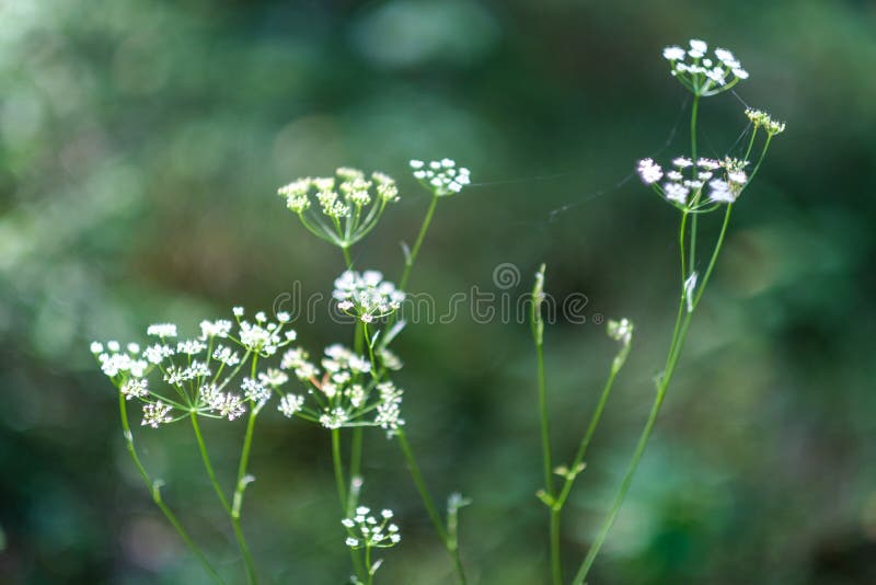 White Small Spring Flowers Closeup on Green Meadow Stock Image - Image ...