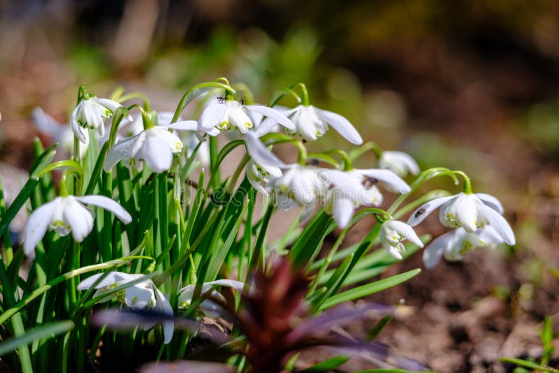 White Small Spring Flowers Closeup on Green Meadow Stock Image - Image ...