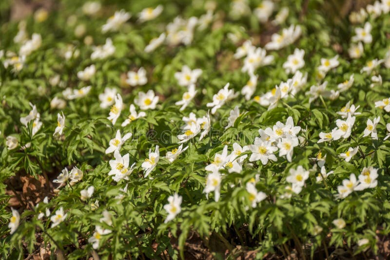 White Small Spring Flowers Closeup on Green Meadow Stock Photo - Image ...