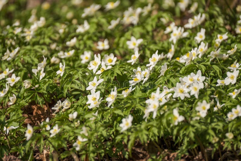 White Small Spring Flowers Closeup on Green Meadow Stock Image - Image ...