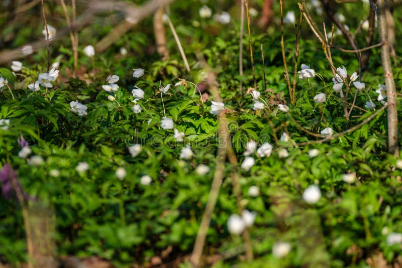 White Small Spring Flowers Closeup on Green Meadow Stock Image - Image ...