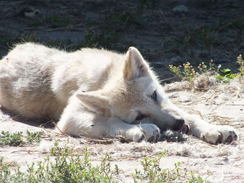 Small wolves stock image. Image of small, muzzle, puppy - 19925801