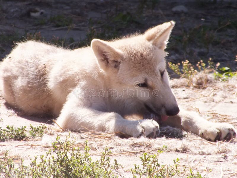 White small wolf stock photo. Image of husky, happy - 100665148